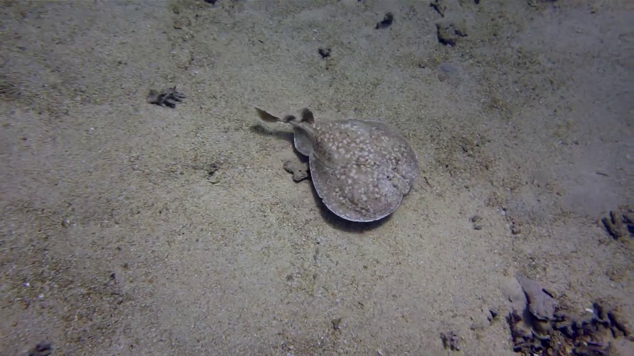 EagleRay New Object Detection Dataset by Seami New 5 Fishes