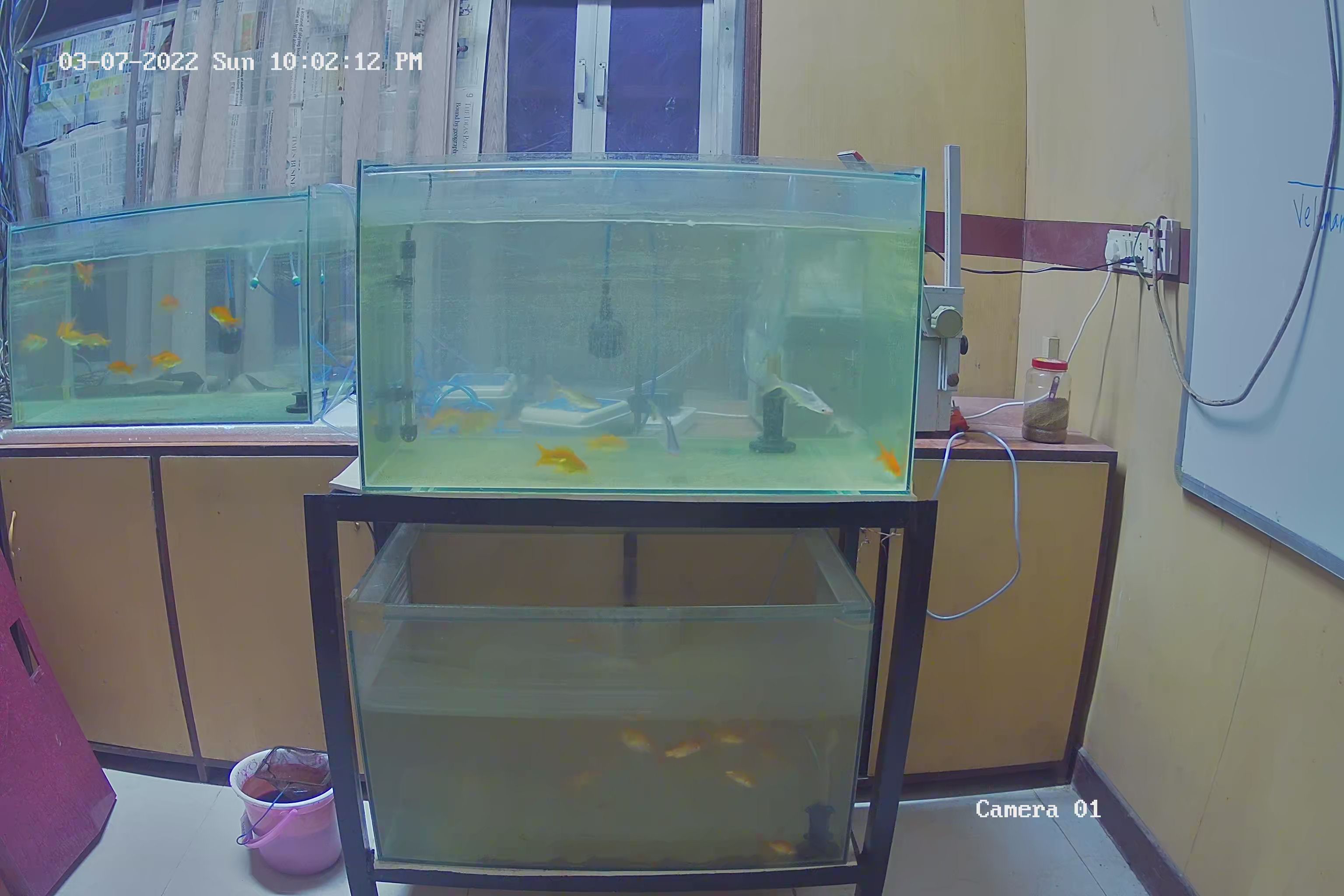 fish Object Detection Dataset and Pre-Trained Model by sunays workspace