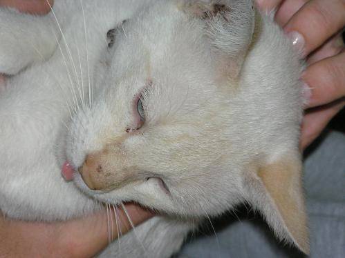 kucing Object Detection Dataset by unama