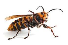 bee Object Detection Model by andong