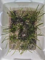 algae plan - Roboflow Universe