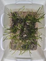 algae plan - Roboflow Universe