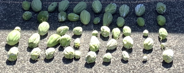 Annes Lab - Roboflow Universe