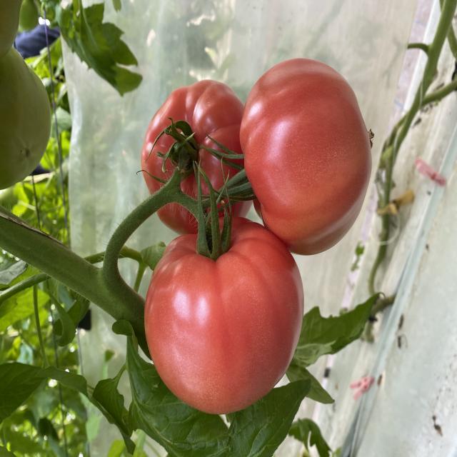 Tomato Ripeness Detection Object Detection Dataset By Objectdetection