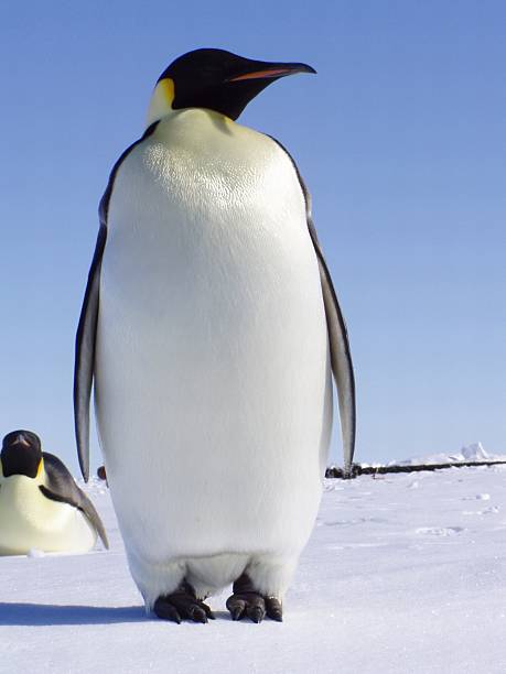 Penguindetection Object Detection Dataset And Pre Trained Model By 3277