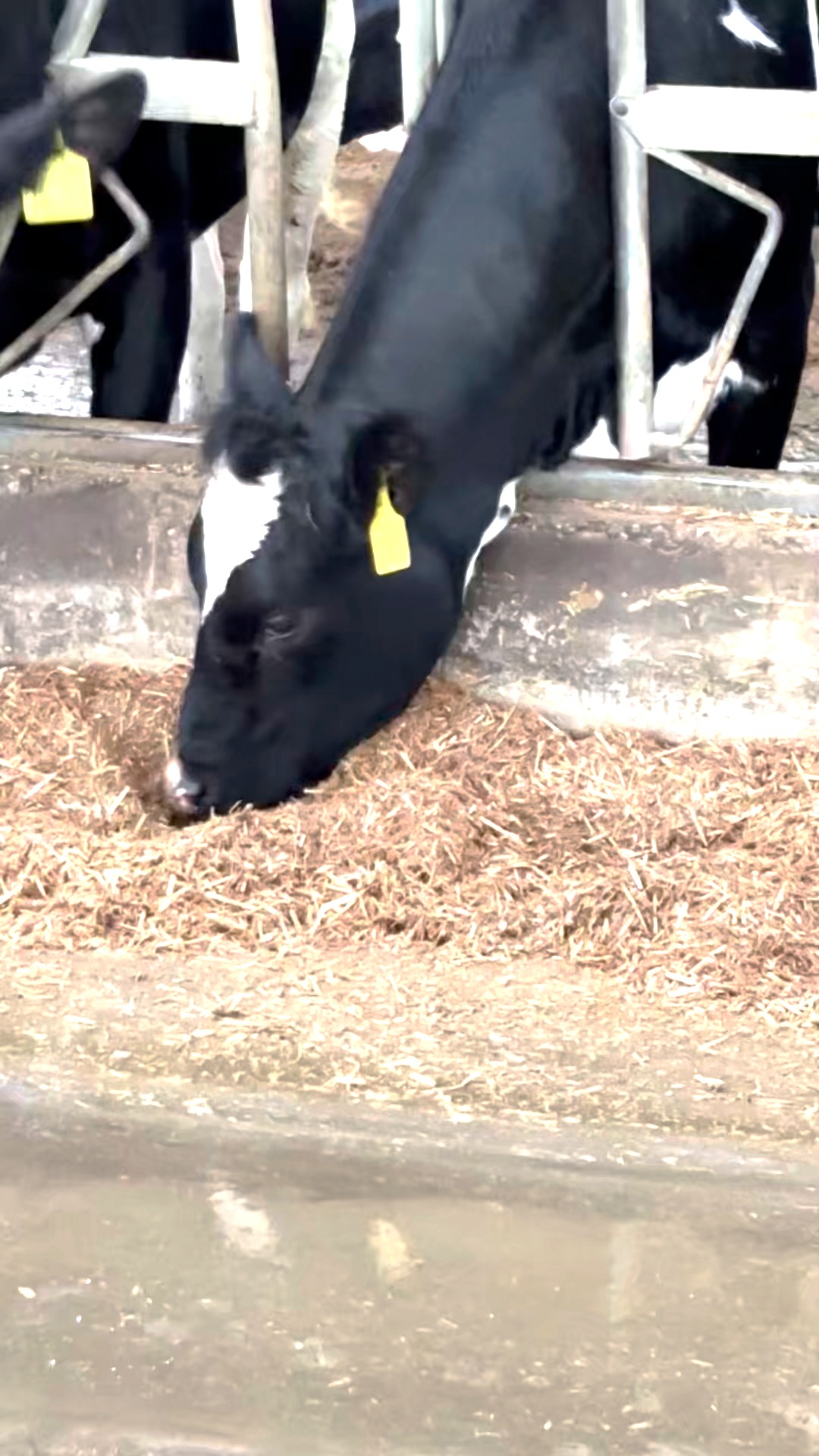 cow face Object Detection Model by hanxiaowei1