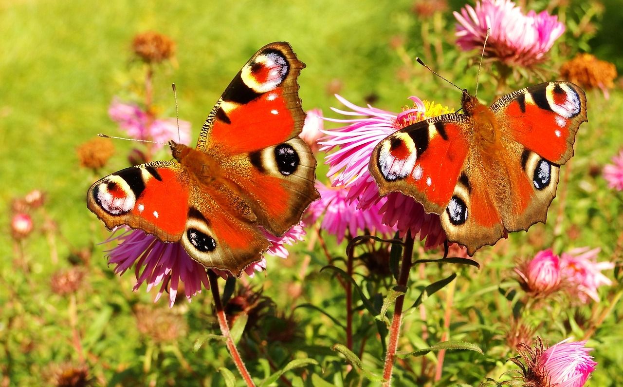 Butterfly Dataset Object Detection Dataset And Pre Trained Model By