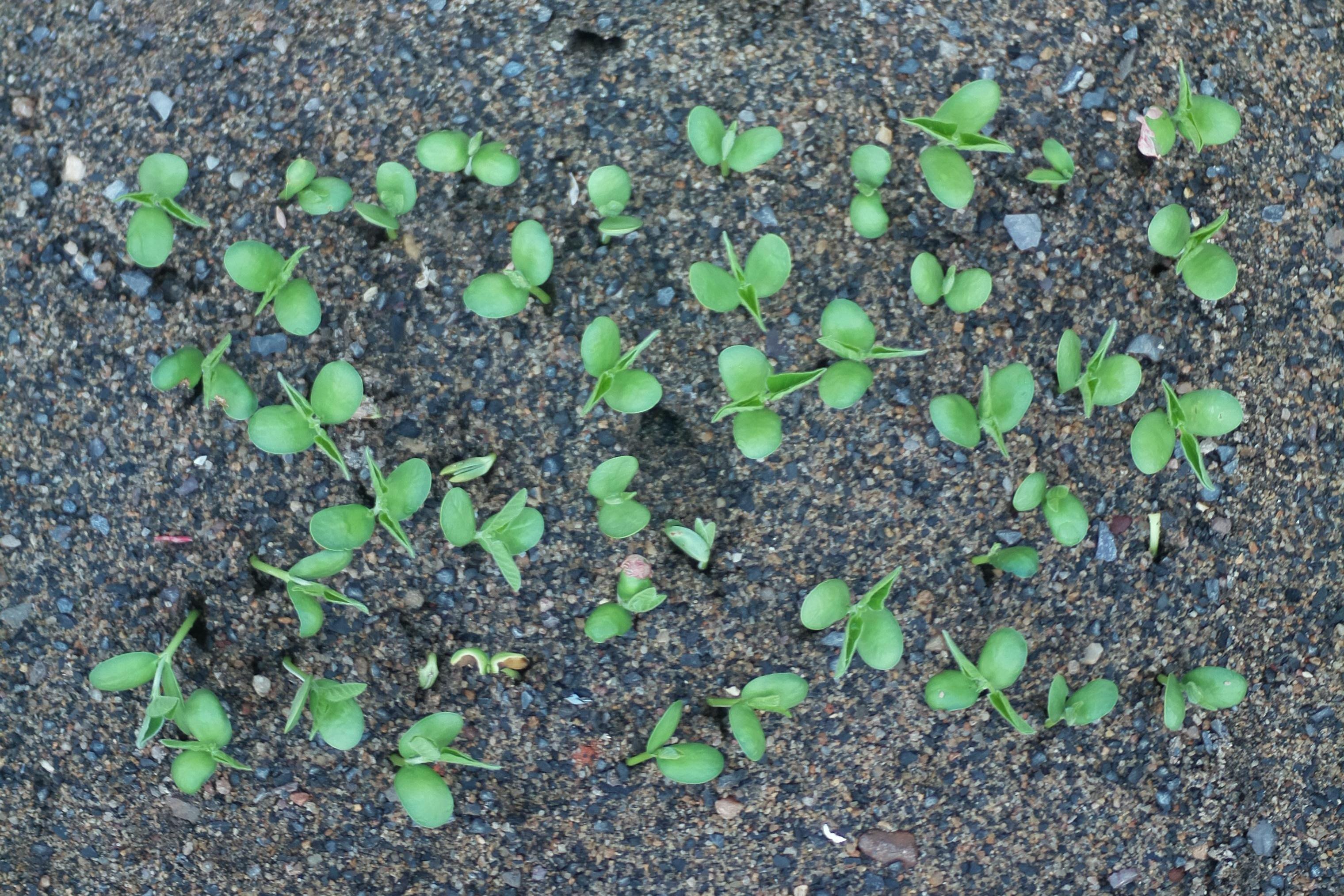 23-01-2025-16h Instance Segmentation Dataset by soybean slc