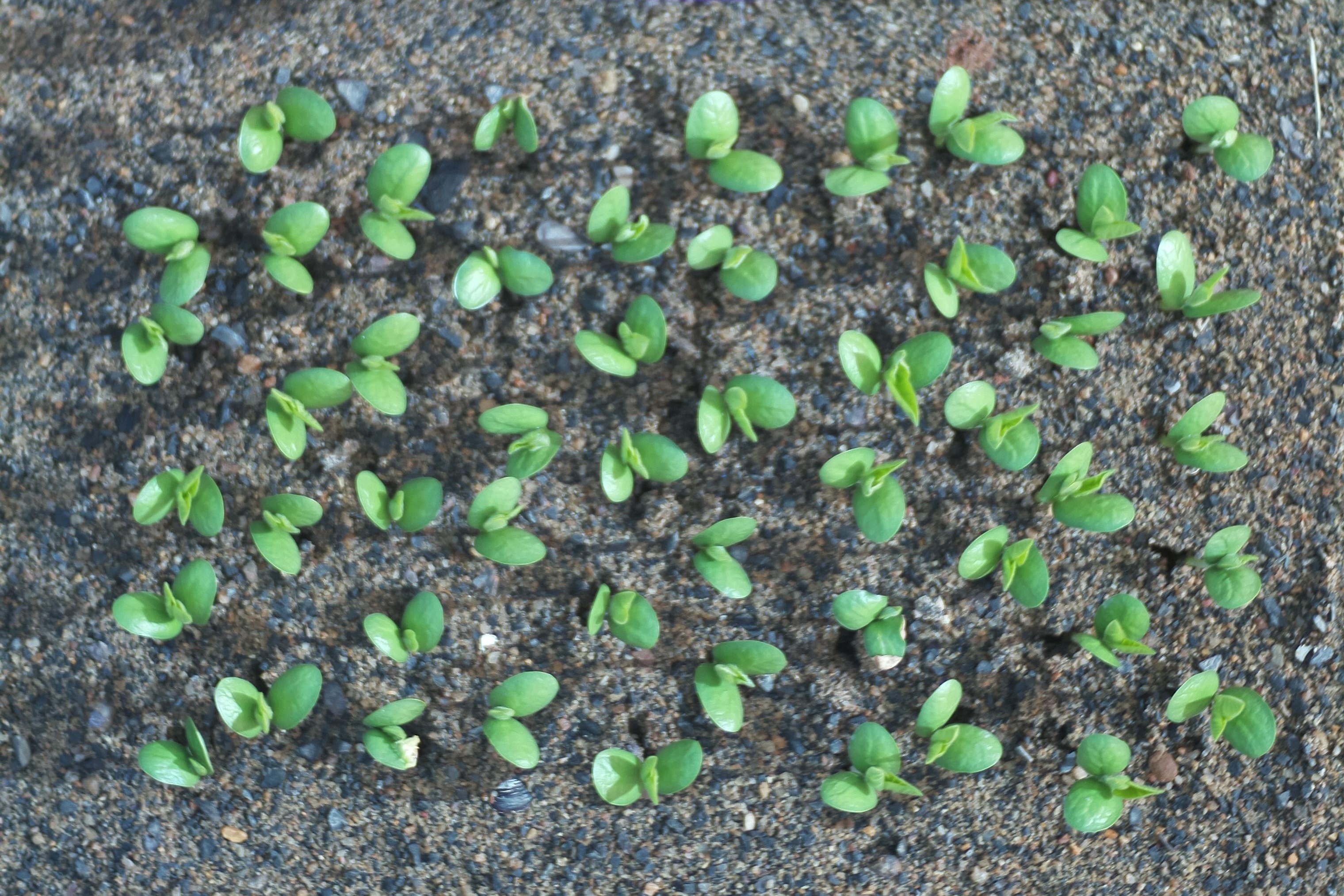 23-01-2025-8h Instance Segmentation Dataset by soybean slc