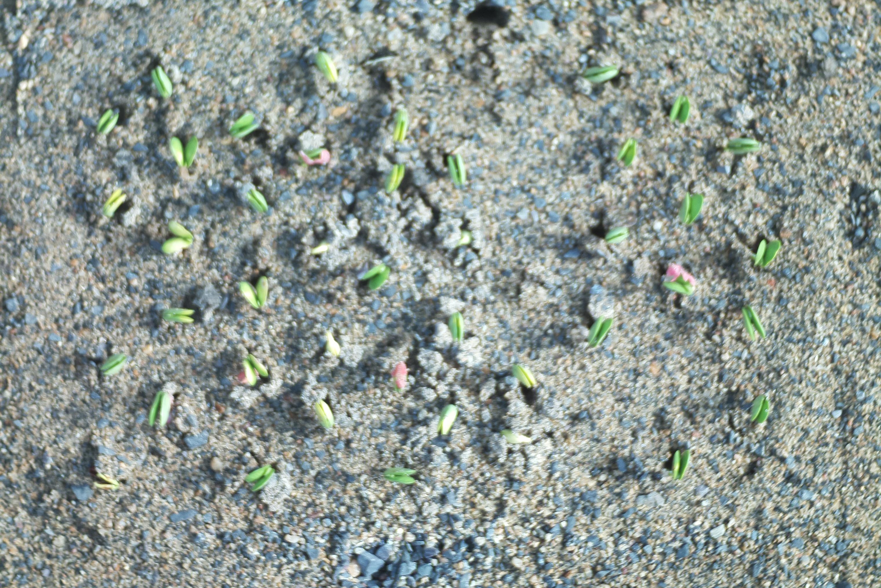 alvino 29-01-2025-8h 2 Instance Segmentation Dataset by soybean slc