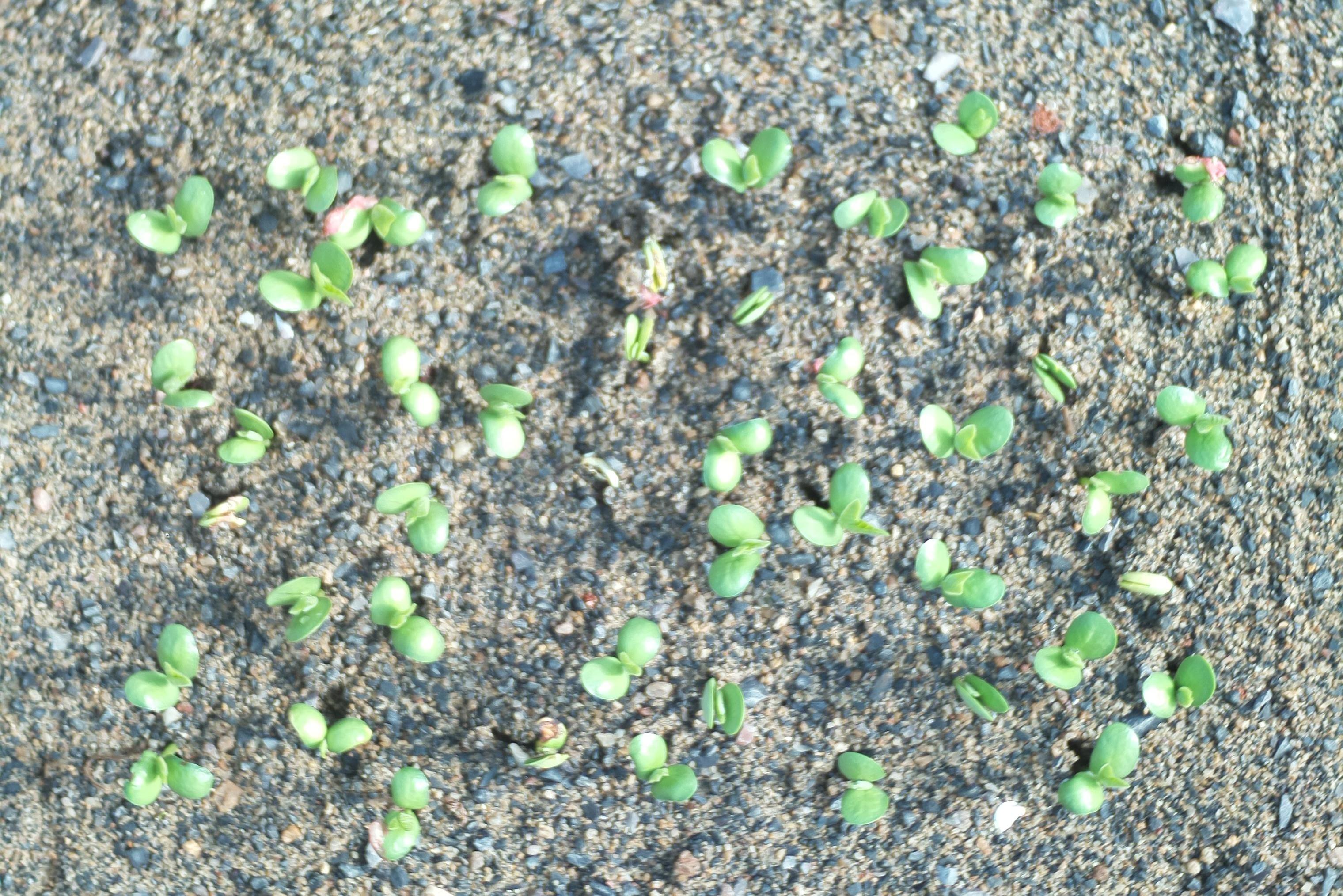 23-01-2025-8h Instance Segmentation Dataset by soybean slc