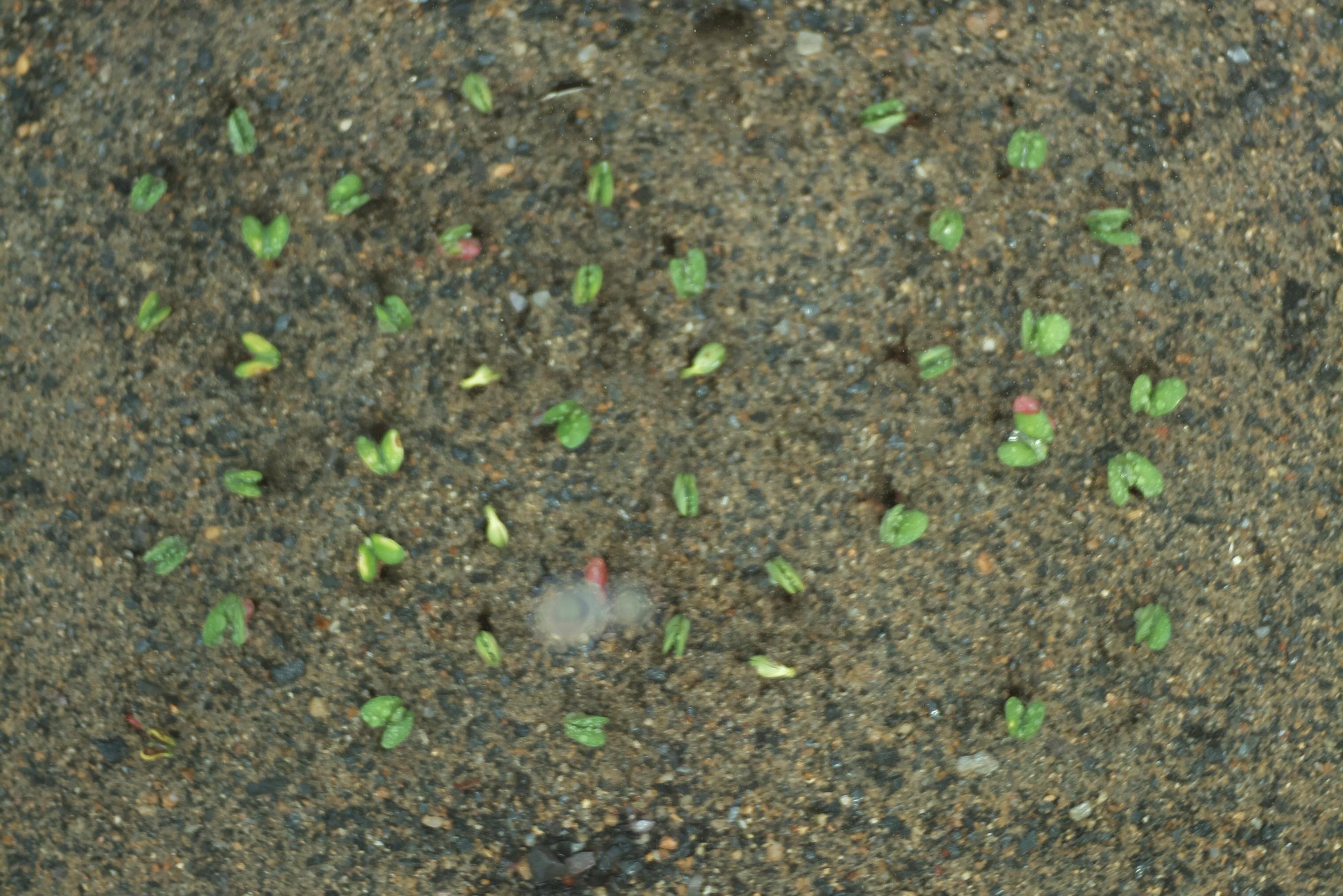 29-01-2025-12h Instance Segmentation Dataset by soybean slc