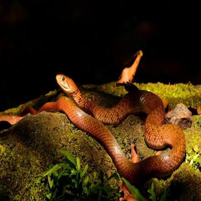 Venomous Snake Object Detection Dataset by amikom