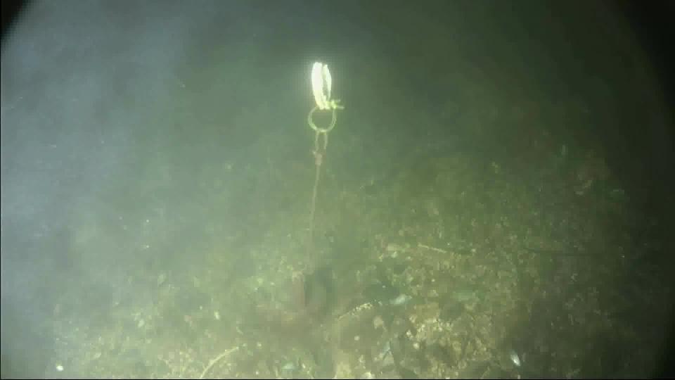 vini underwater detection Object Detection Dataset and Pre-Trained Model by effdetvini