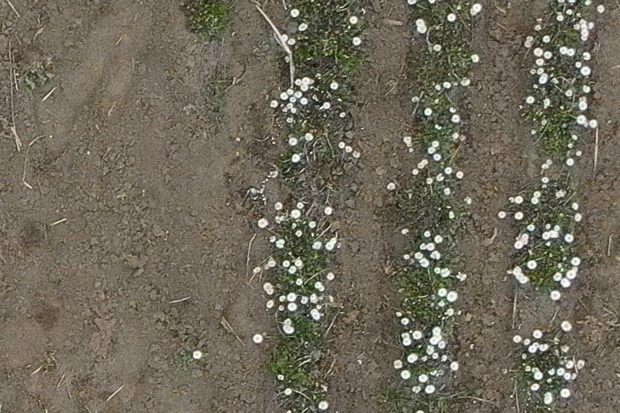 Flower detection - Roboflow Universe