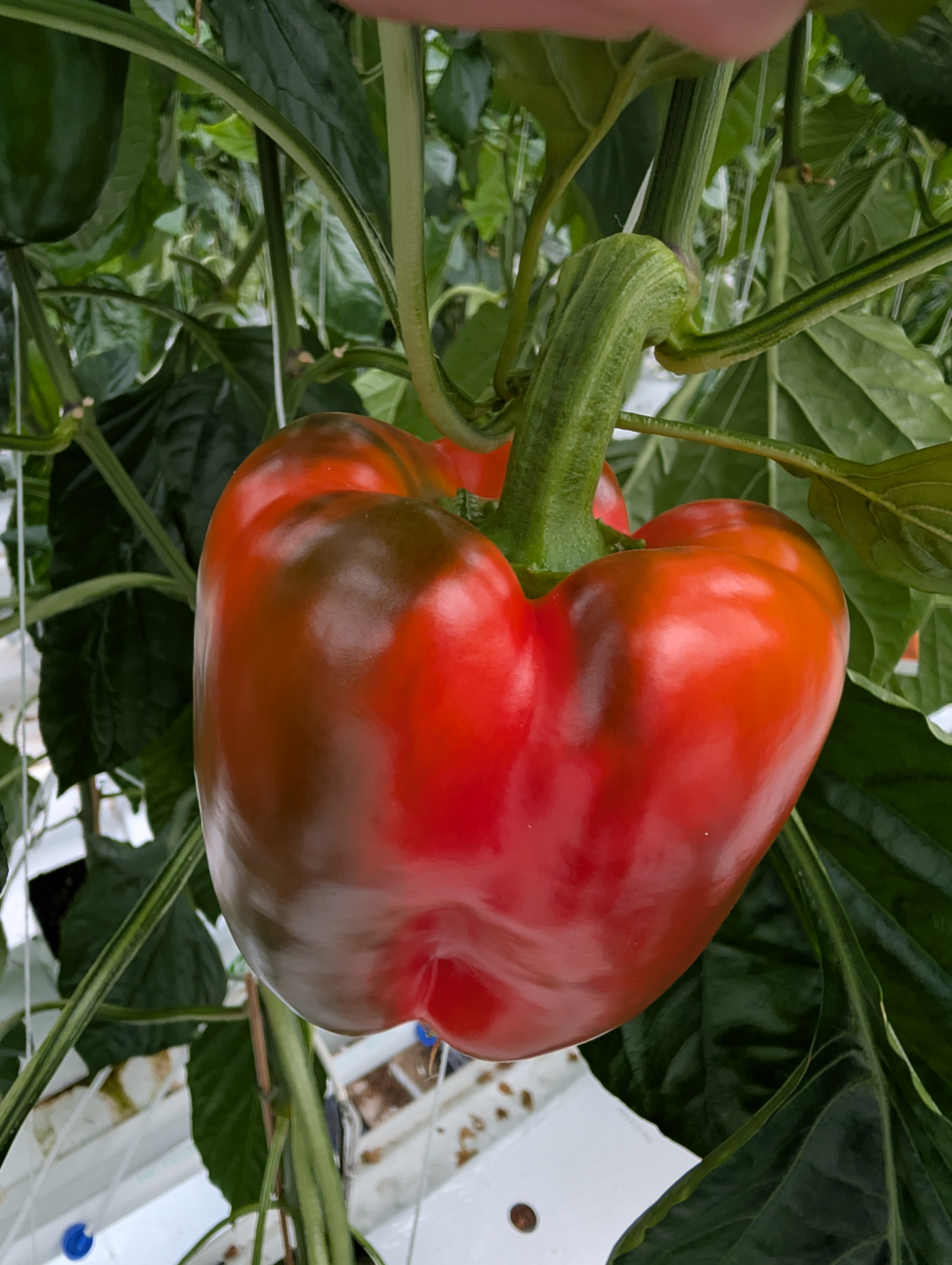 Pepper Ripeness - Roboflow Universe