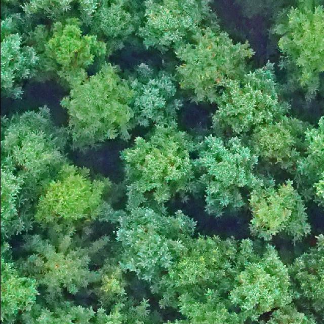 Pines Tree Object Detection Dataset and Pre-Trained Model by Victor