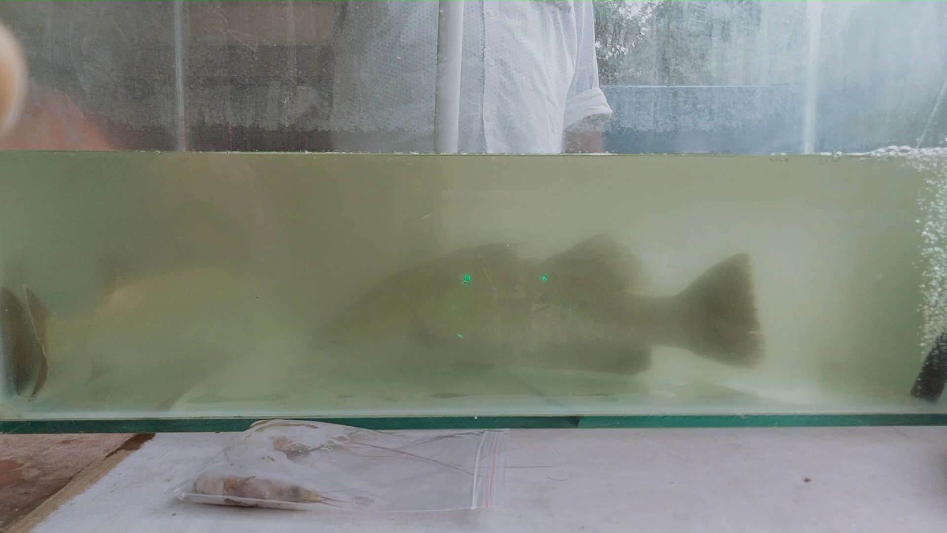 How to Use the fish_classification Object Detection API