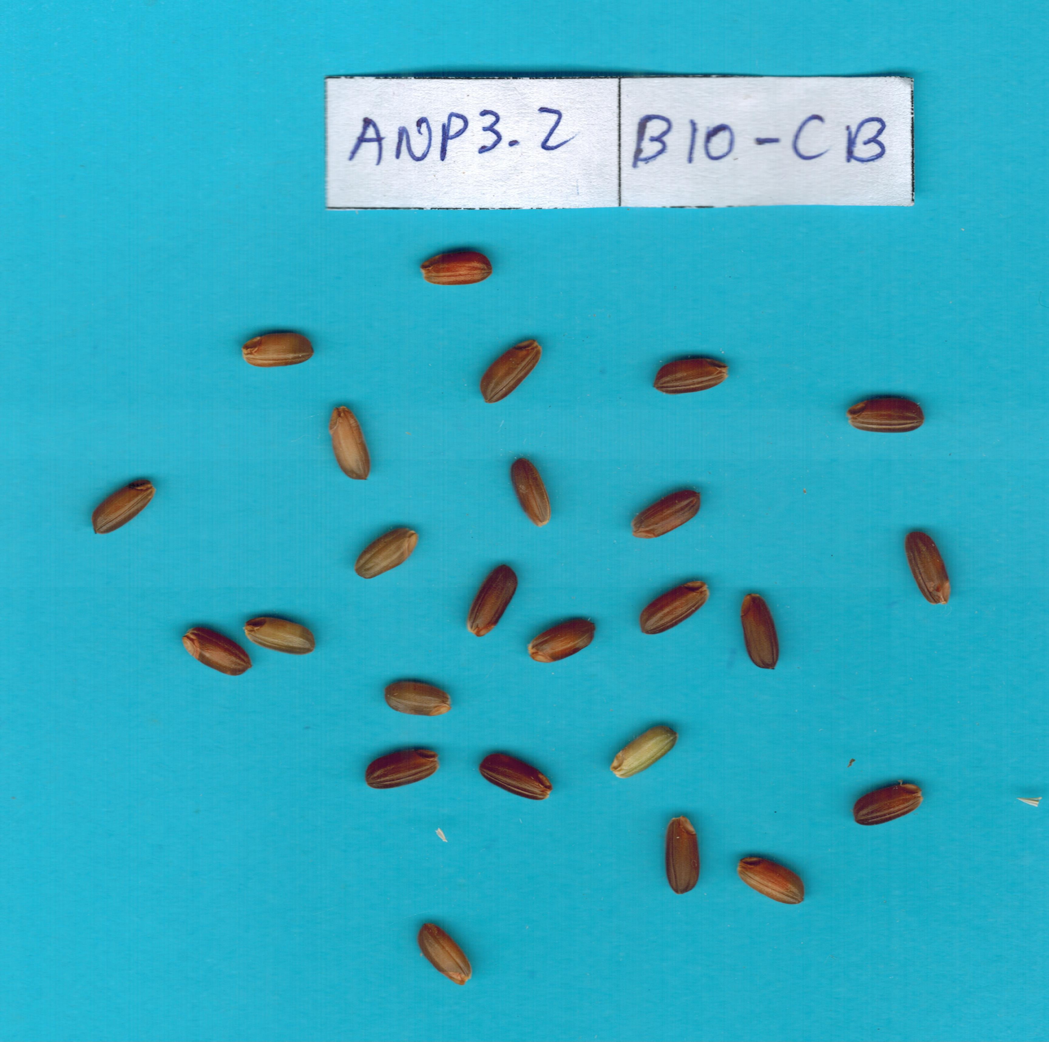 Dataset_rice Instance Segmentation Dataset by Dehusked Rice Dataset_rice Instance Segmentation Dataset by Dehusked Rice