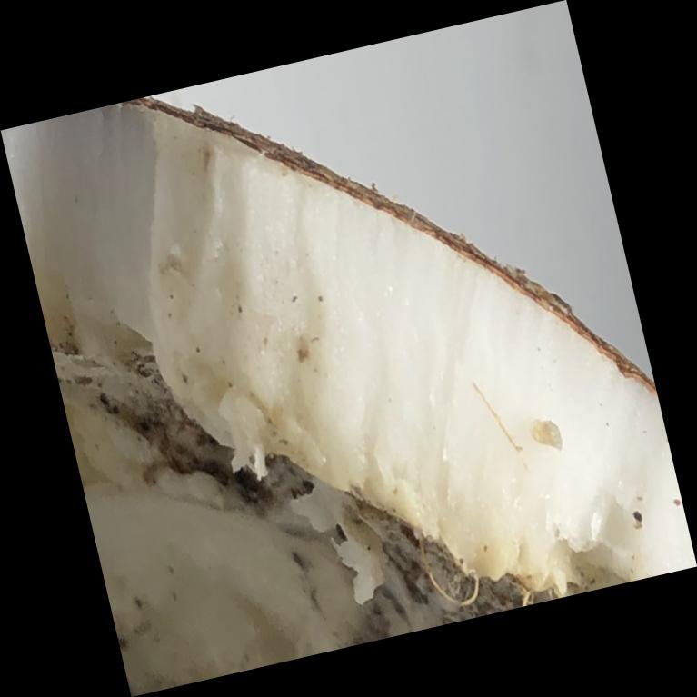 Copre Cooking Object Detection Dataset by Agriculture and Plant Disease ...