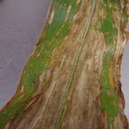 Northern Corn Leaf Blight Object Detection Dataset and Pre-Trained ...