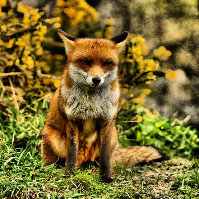 Animal Detector Object Detection Dataset and Pre-Trained Model by WildWatch