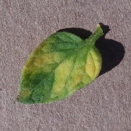 Tomato leaf with 3 class Instance Segmentation Dataset by Aavash