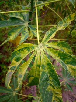 cassava Instance Segmentation Dataset and Pre-Trained Model by Crop Detection