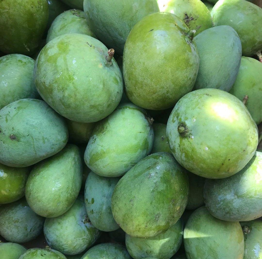 Mango Object Computer Vision Dataset By Crop Detection