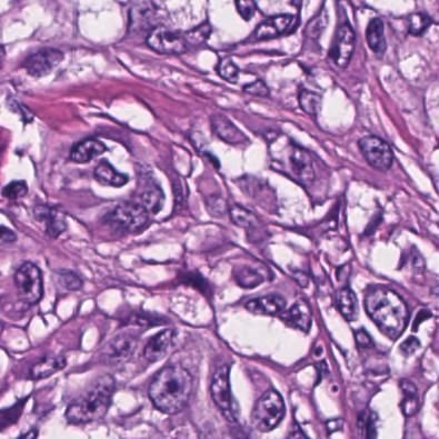 pathora-use Classification Model by PathoraAI