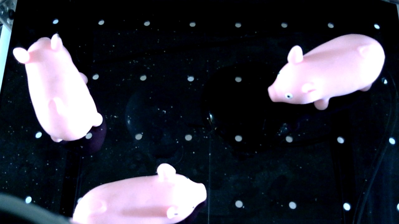 pig Object Detection Dataset by pig