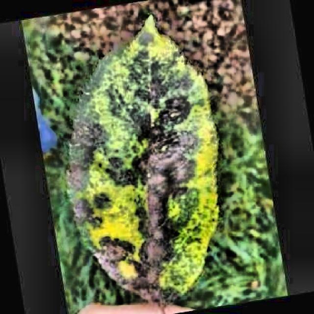 apple Object Detection Model by emrah