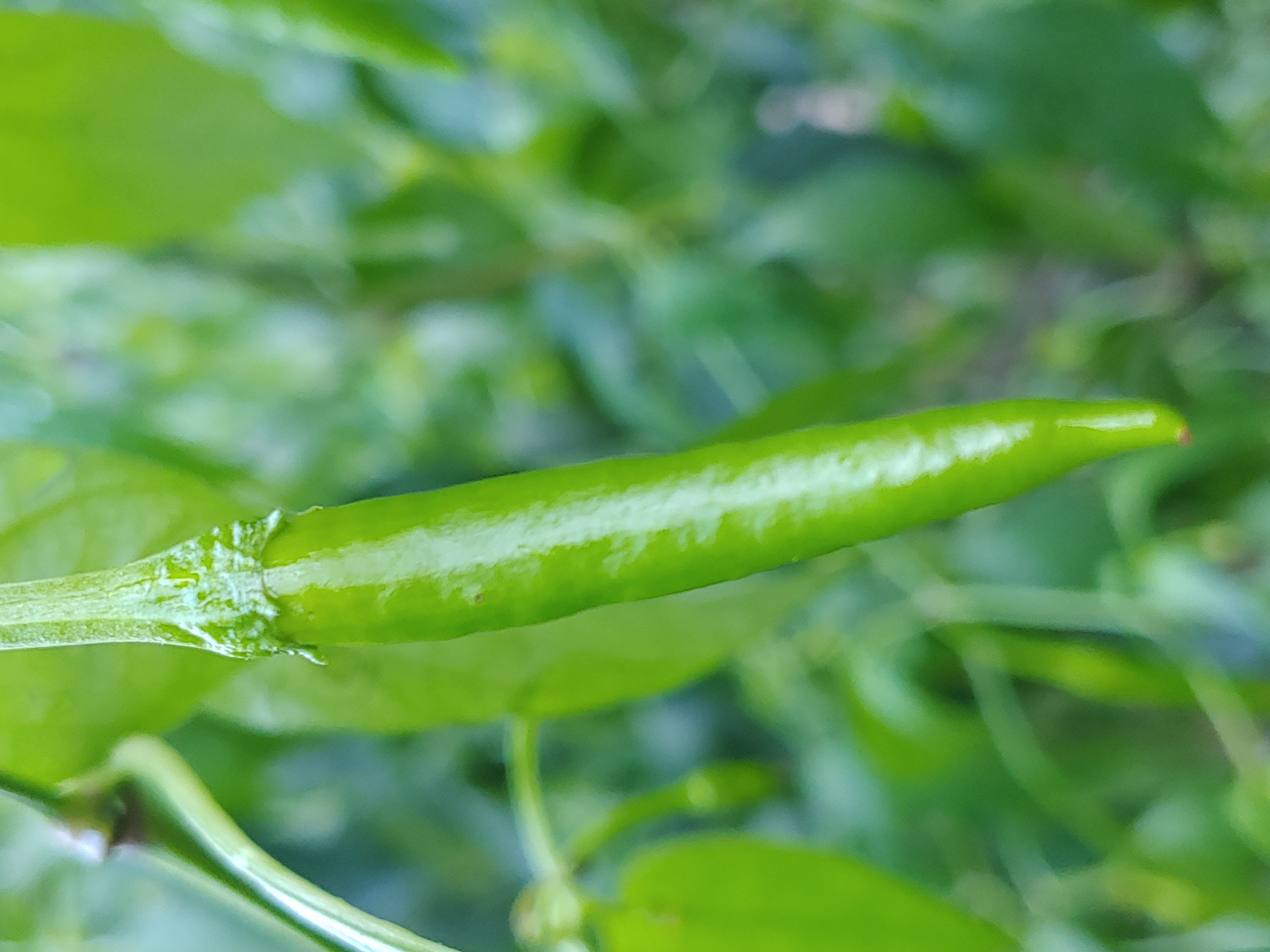 pepper Object Detection Dataset by lumkaiyao