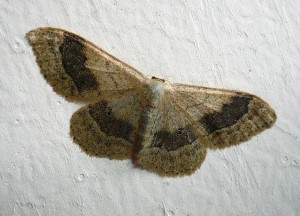 moth Object Detection Dataset by PJ1