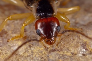 earwig Object Detection Dataset by PJ1