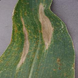 new_maize Instance Segmentation Dataset by galihnugraha