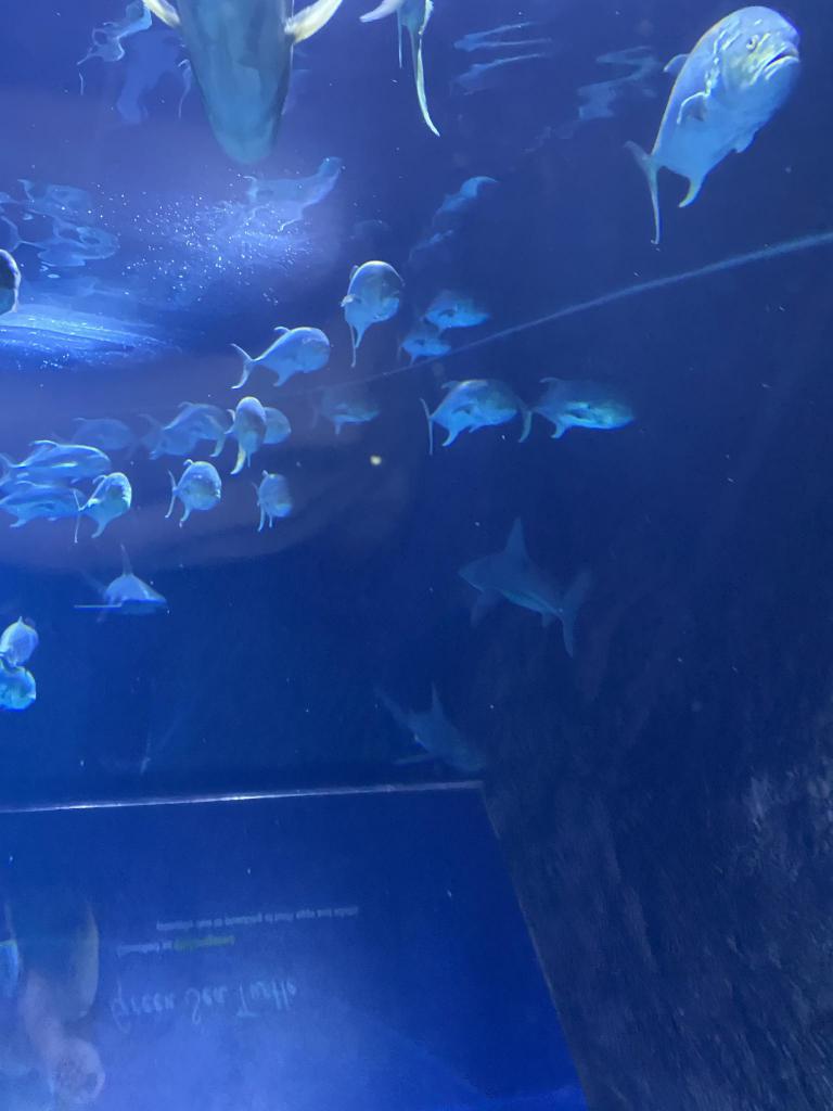 Underwater Object Detection Object Detection Dataset By Cv 3185