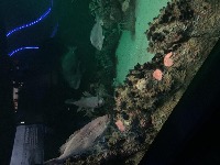 Underwater Object Detection Object Detection Dataset by CV