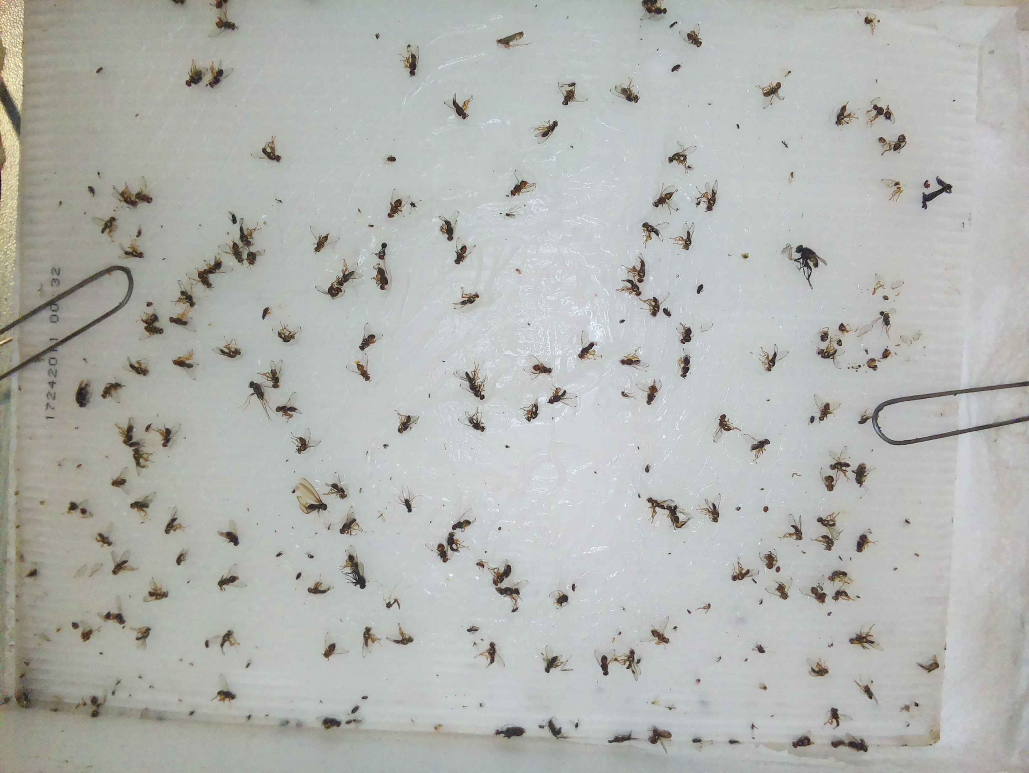 Bactrocera oleae - Detection Object Detection Dataset by Dacus