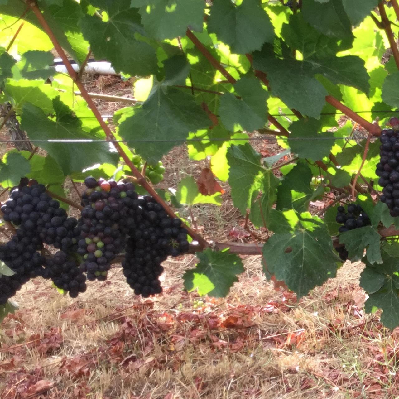 Workshop1-object-Detection Object Detection Dataset and Pre-Trained Model by Nongnaphat