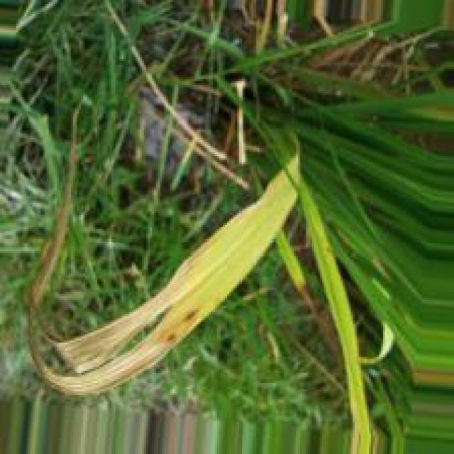 Rice Diseasess Detection Instance Segmentation Model by Project Fire