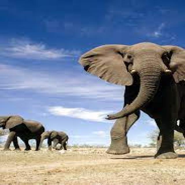 How to Use the gase_meter_image_segmentation Instance Segmentation API