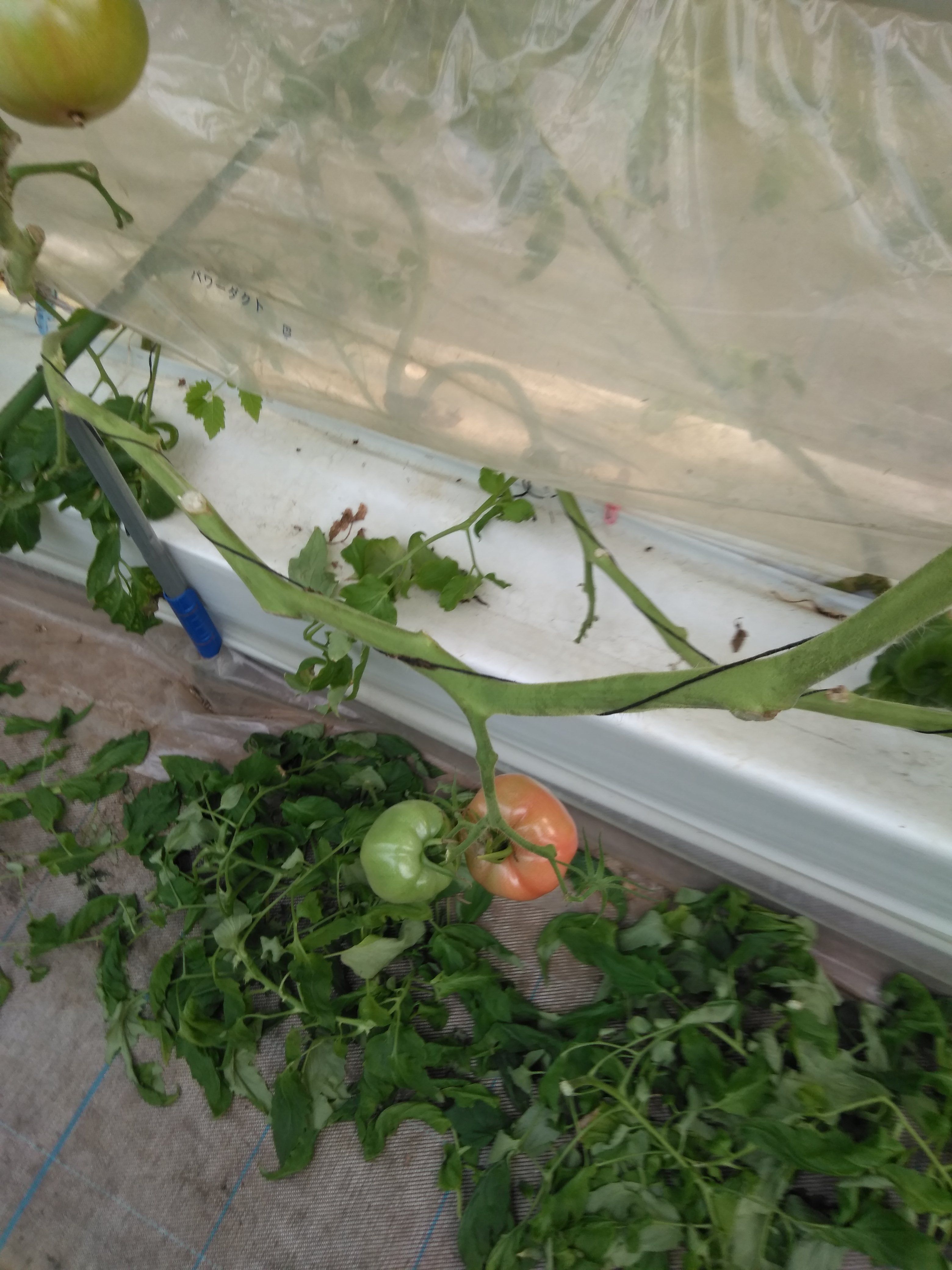 tomato-detection Object Detection Dataset by agribotbasicdemo