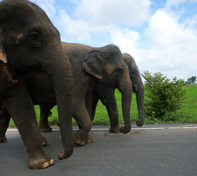 elephant (elephant-yylmx) - Roboflow Universe