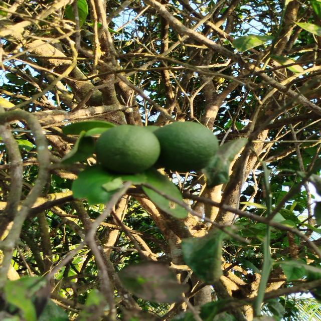 orange-augmented Object Detection Dataset by Identification of Diseases ...