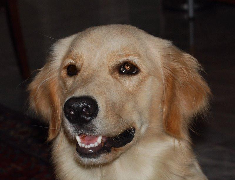 classification of dog breeds Classification Model by NAMELESS