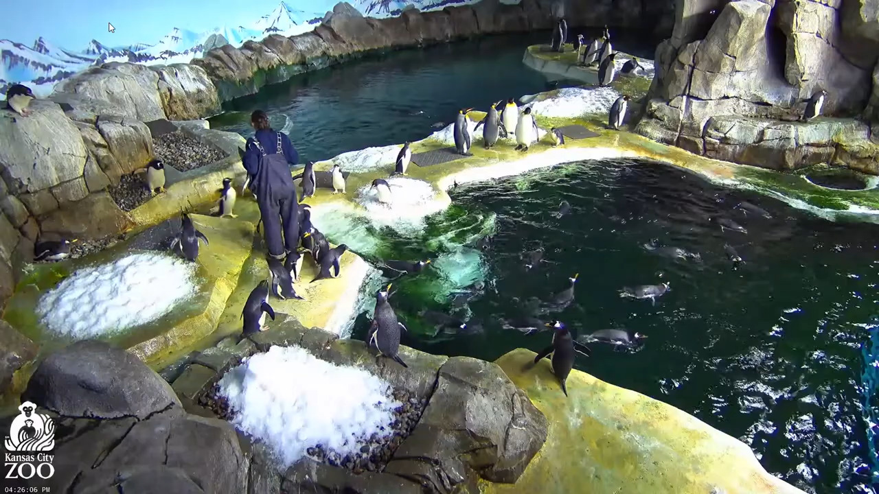 penguin Object Detection Model by birds