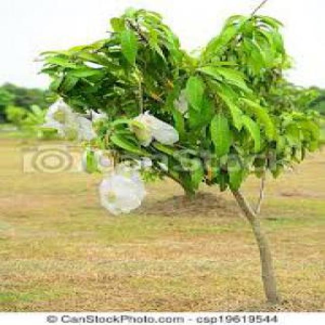 mangotree Object Detection Dataset and Pre-Trained Model by count model