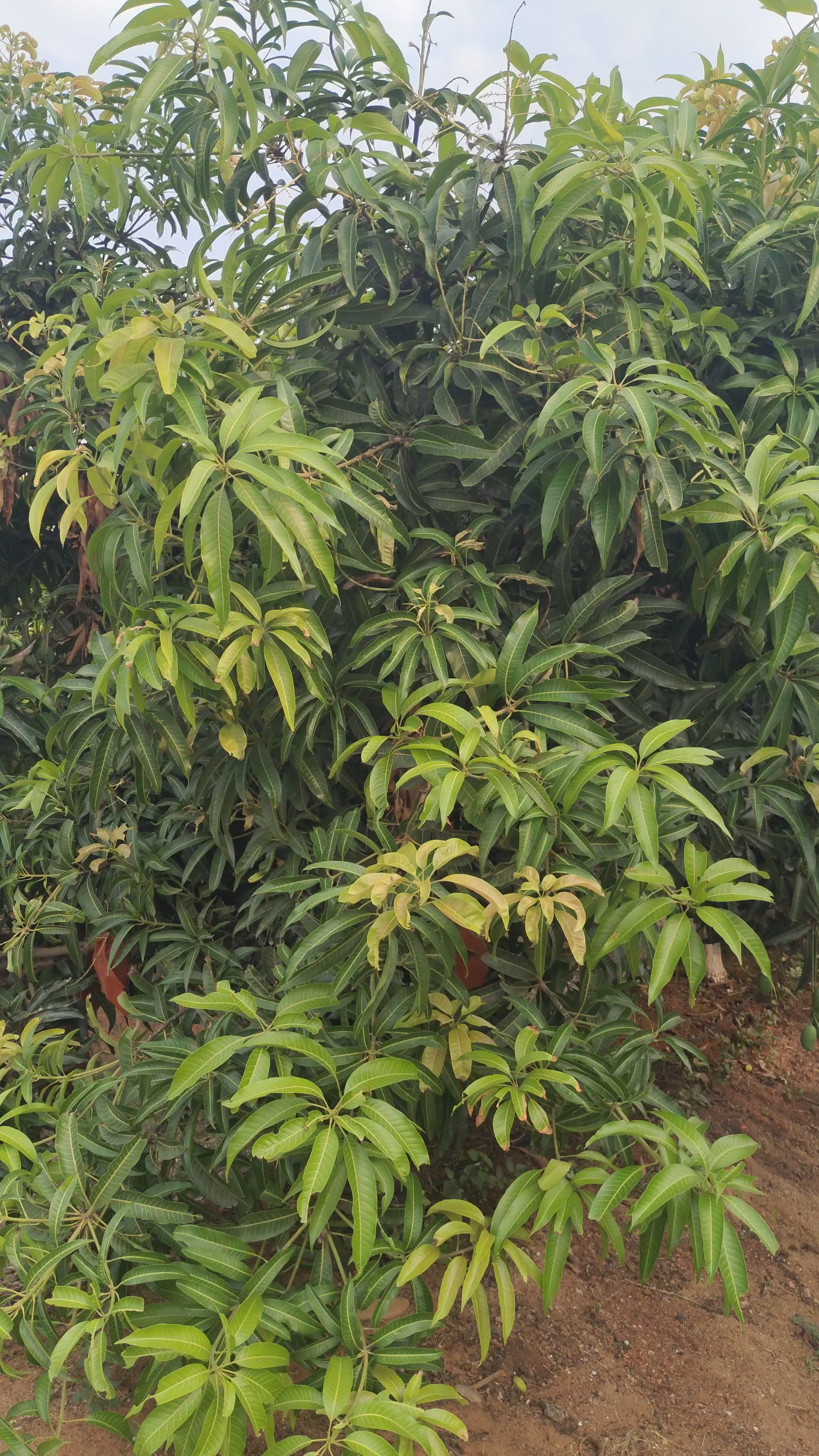 Mango Tree Detction Classification Dataset By Count Model