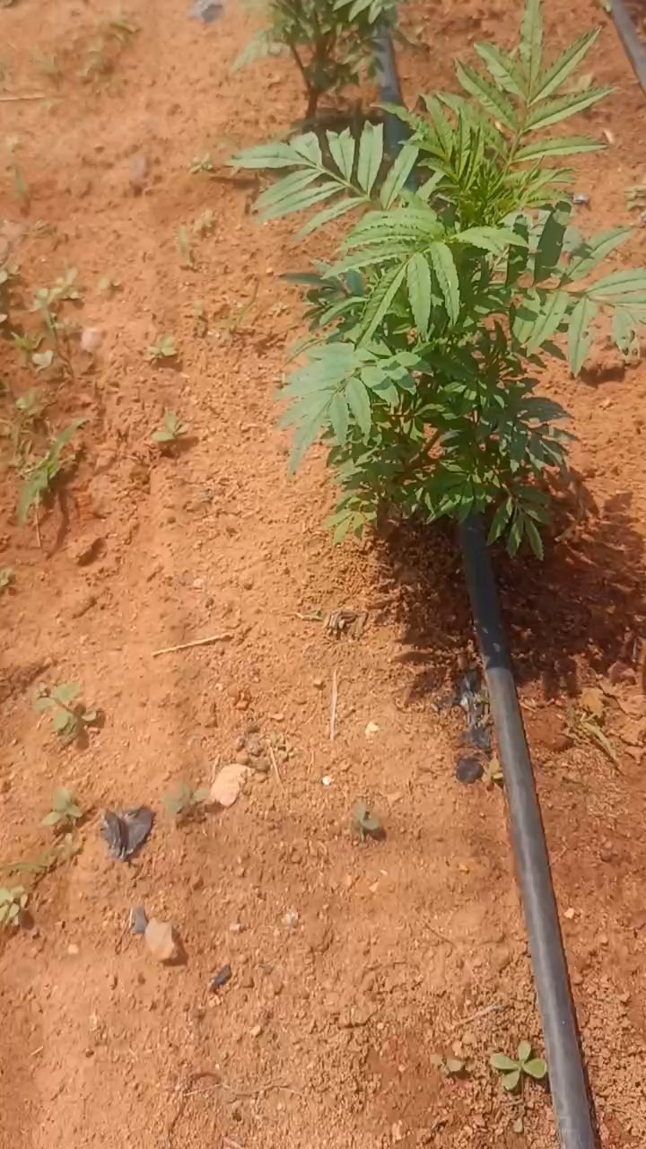 mangotree detection Object Detection Dataset by count model